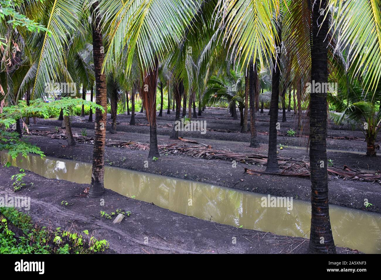 Tropical Plantation trees by Bangkok Thailand, Damnoen Saduak. Views ...