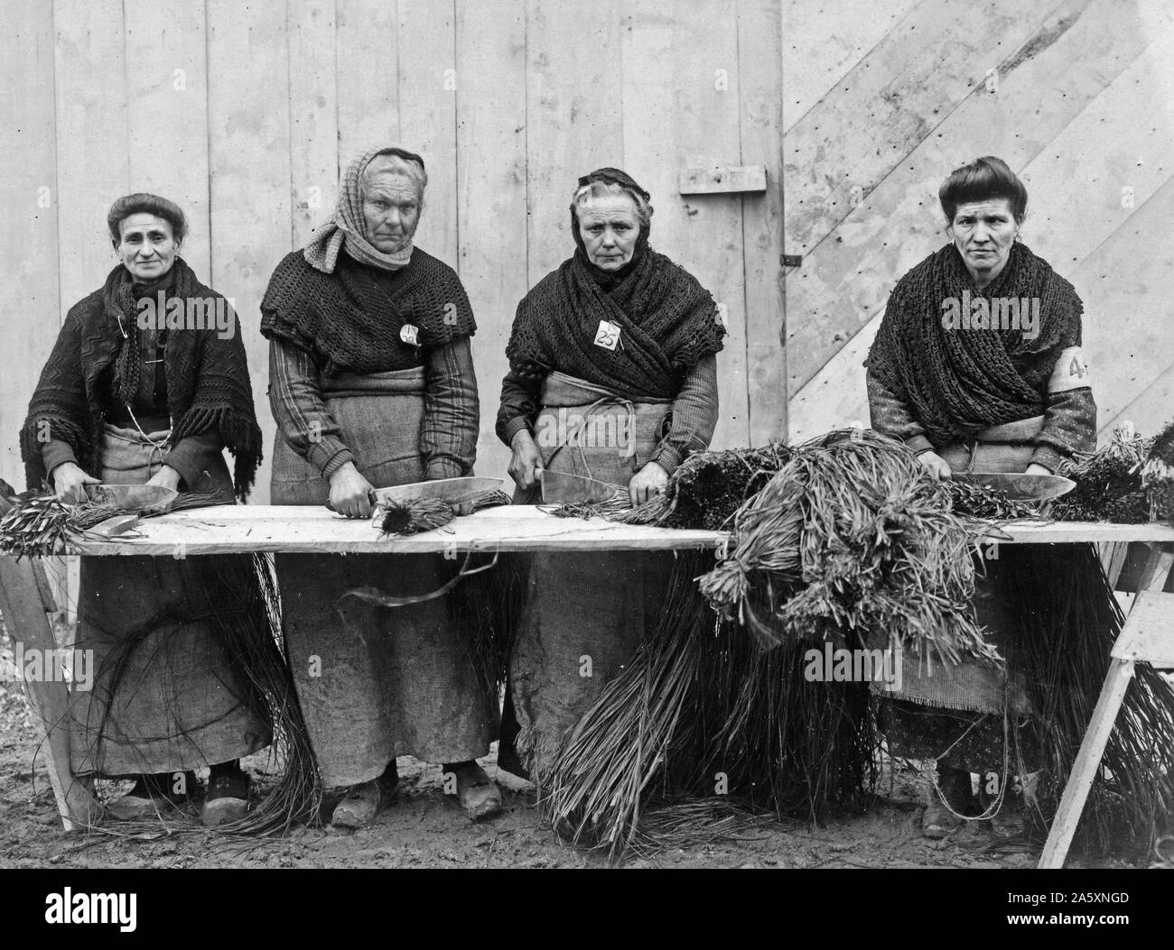 French peasants cutting raffa grass to tie camouflage mats to wire ...