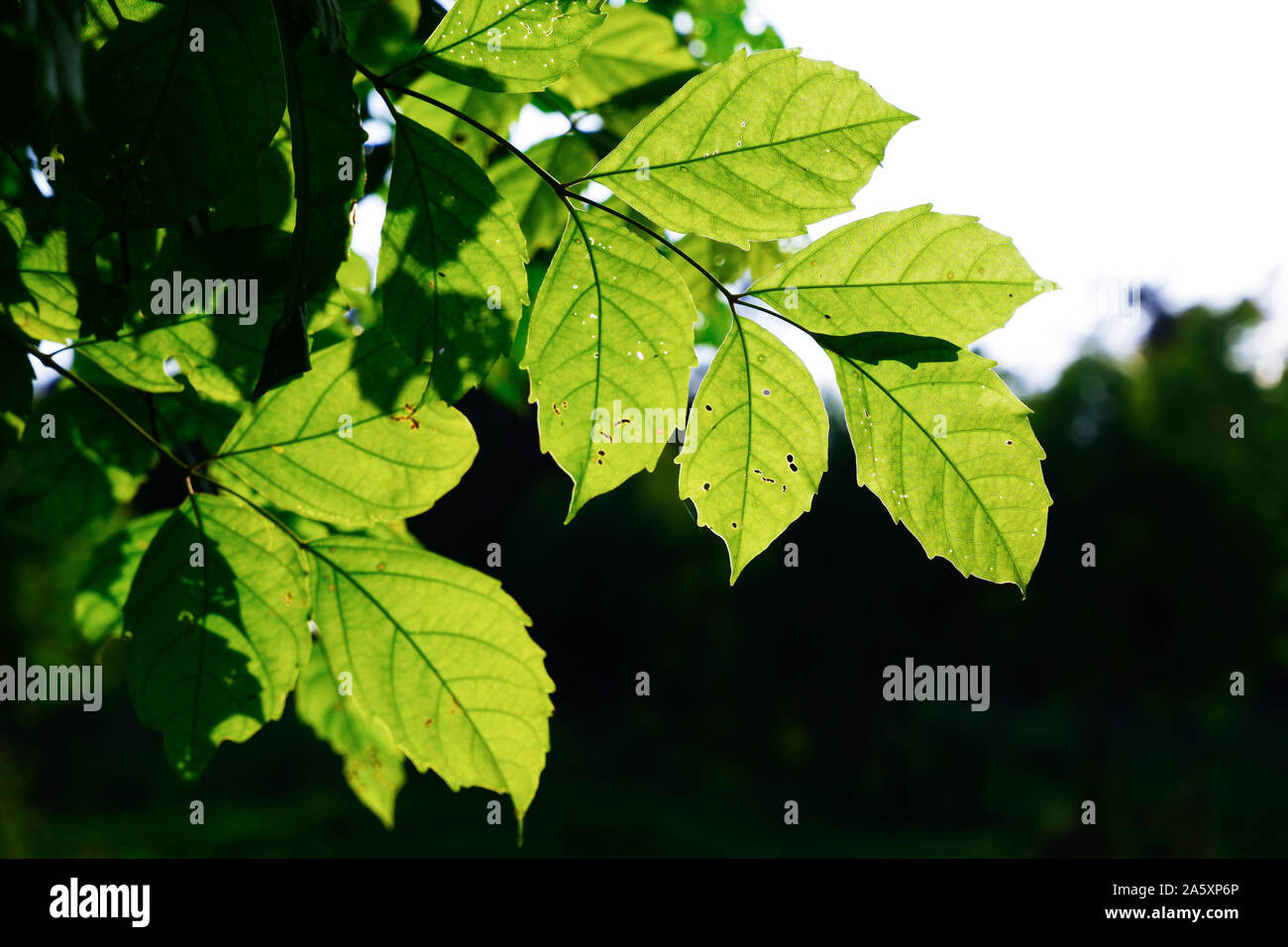 abstract green leaf rim light Stock Photo - Alamy