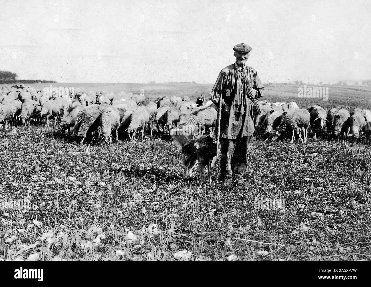 Early 1900s shepherd hi-res stock photography and images - Alamy