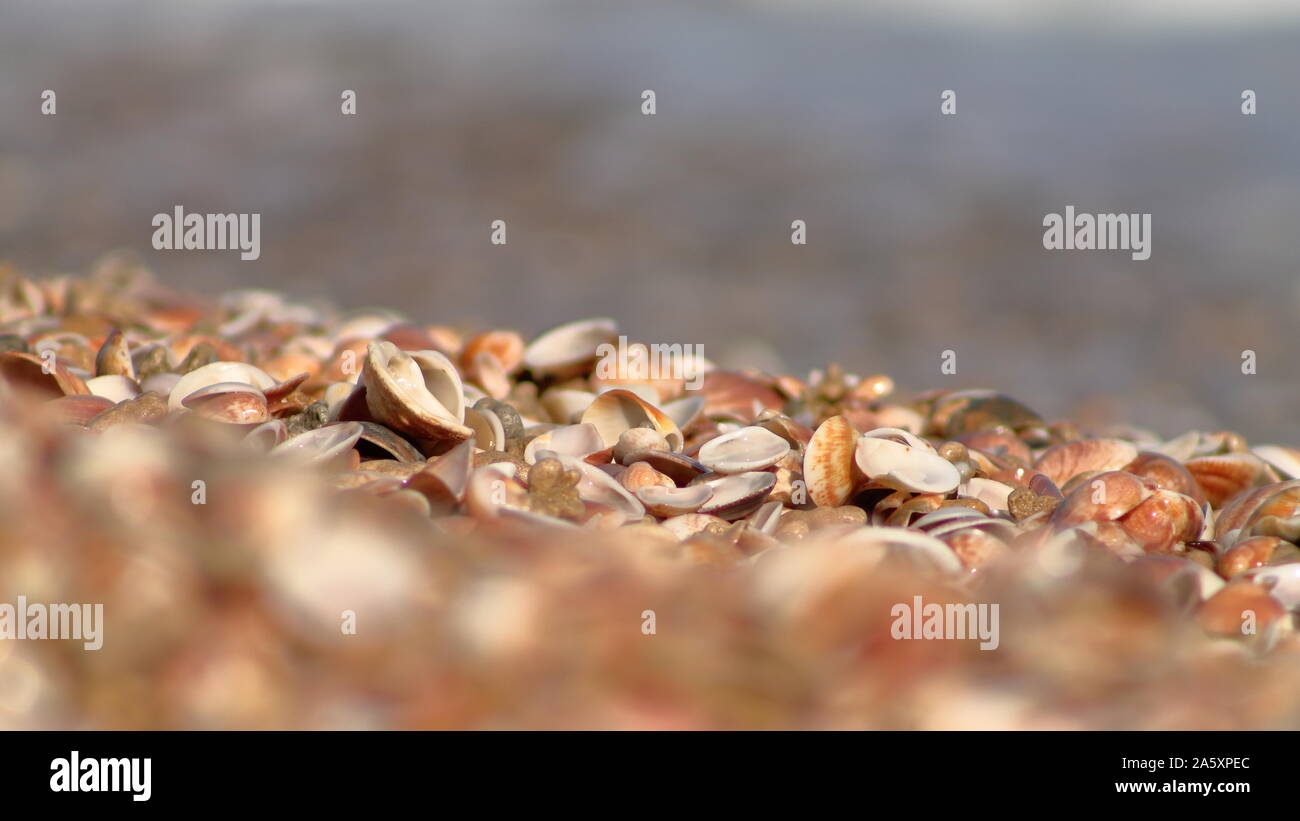 Closeup picture of sea shells Stock Photo - Alamy