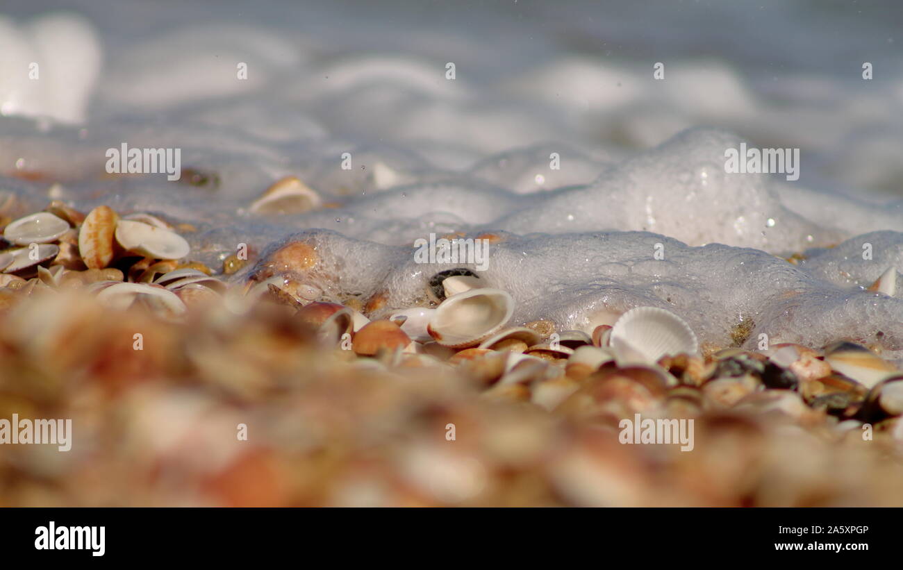 Closeup picture of sea shells Stock Photo - Alamy