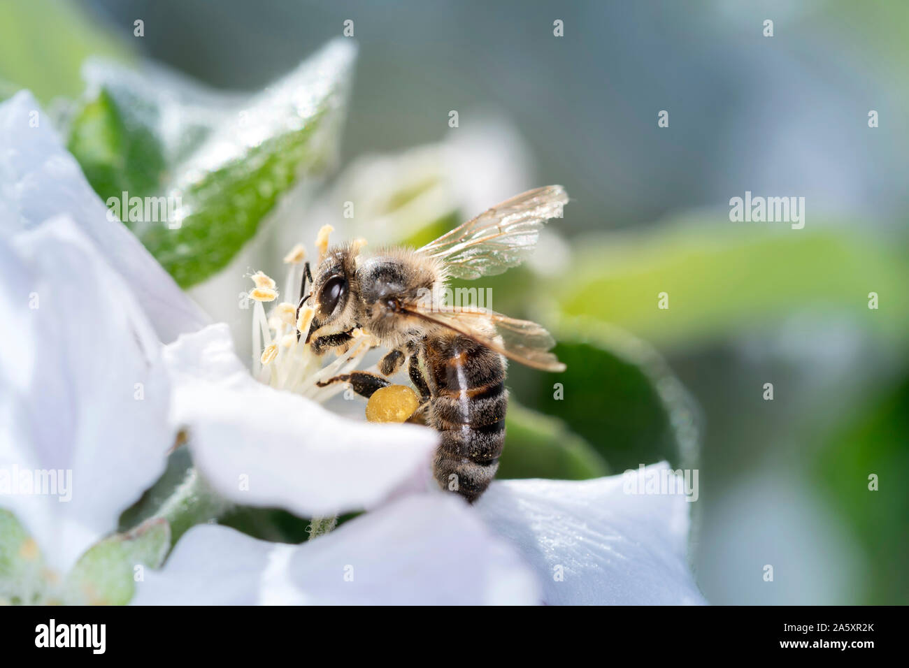 Spring insects hi-res stock photography and images - Alamy