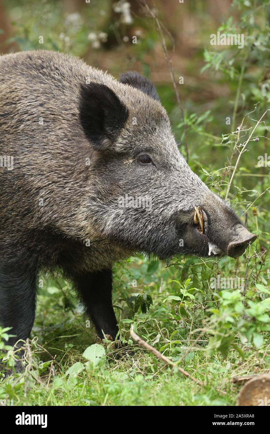 Wild boar (Sus scrofa), boar, animal portrait, Allgau, Bavaria, Germany ...