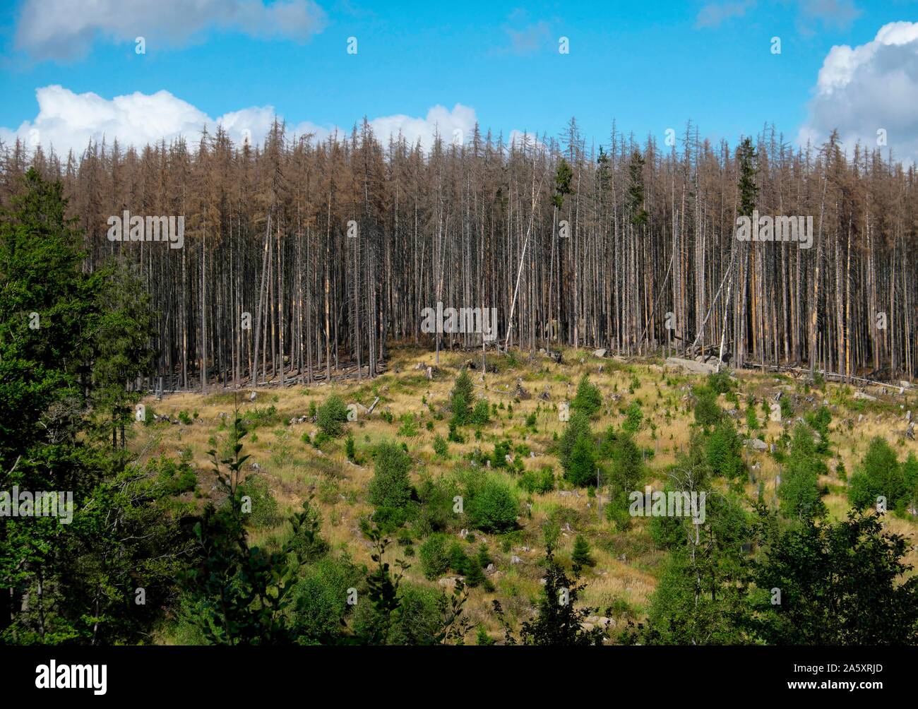 Dead Spruce Forest and Reforestation, Harz nature park Park, Saxony ...