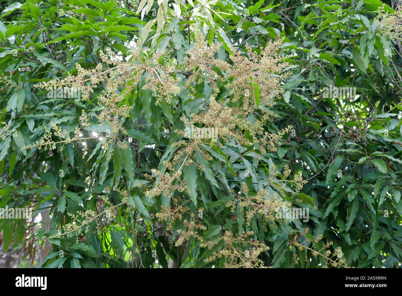 Mango tree flower hi-res stock photography and images - Alamy