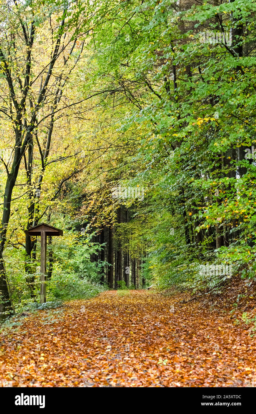Autumn season colours in the forest in Germany Stock Photo - Alamy