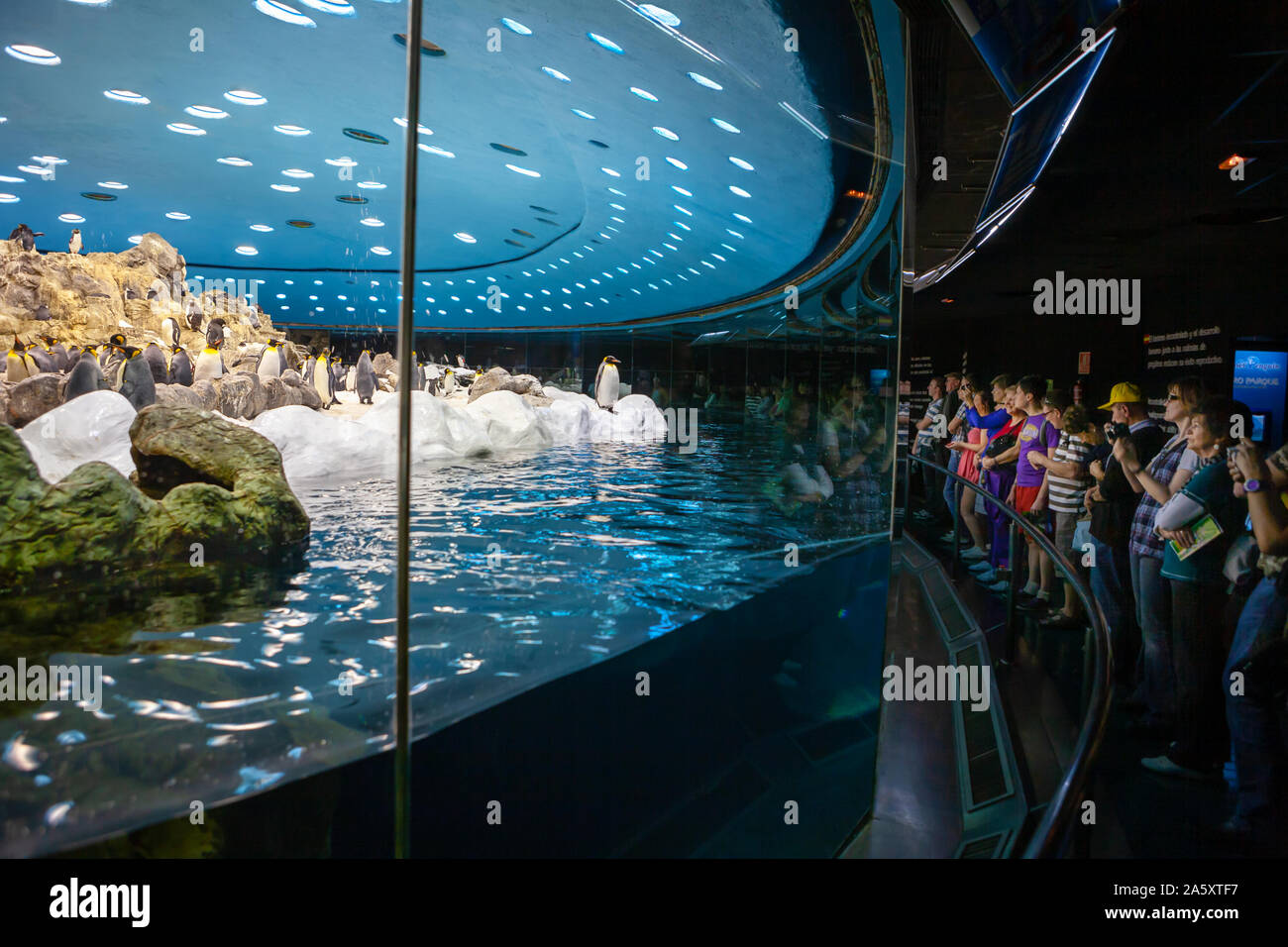 People in penguinarium watching penguins in Planet Penguin Aquarium at ...