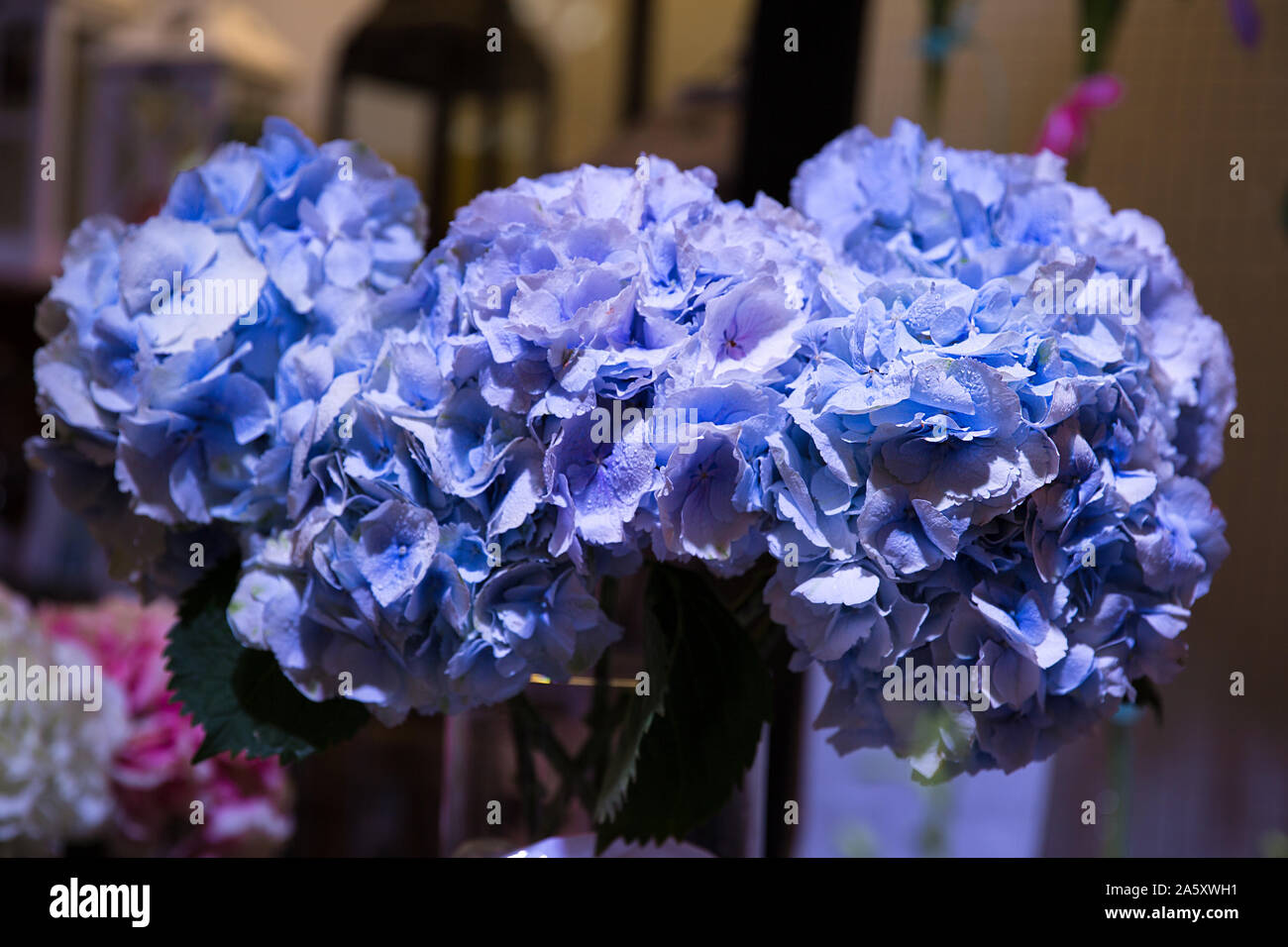 Hydrangea decorations hi-res stock photography and images - Alamy