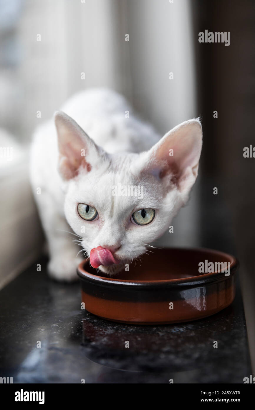 A white kitten eating from a small brown bowl in a window on a black ...