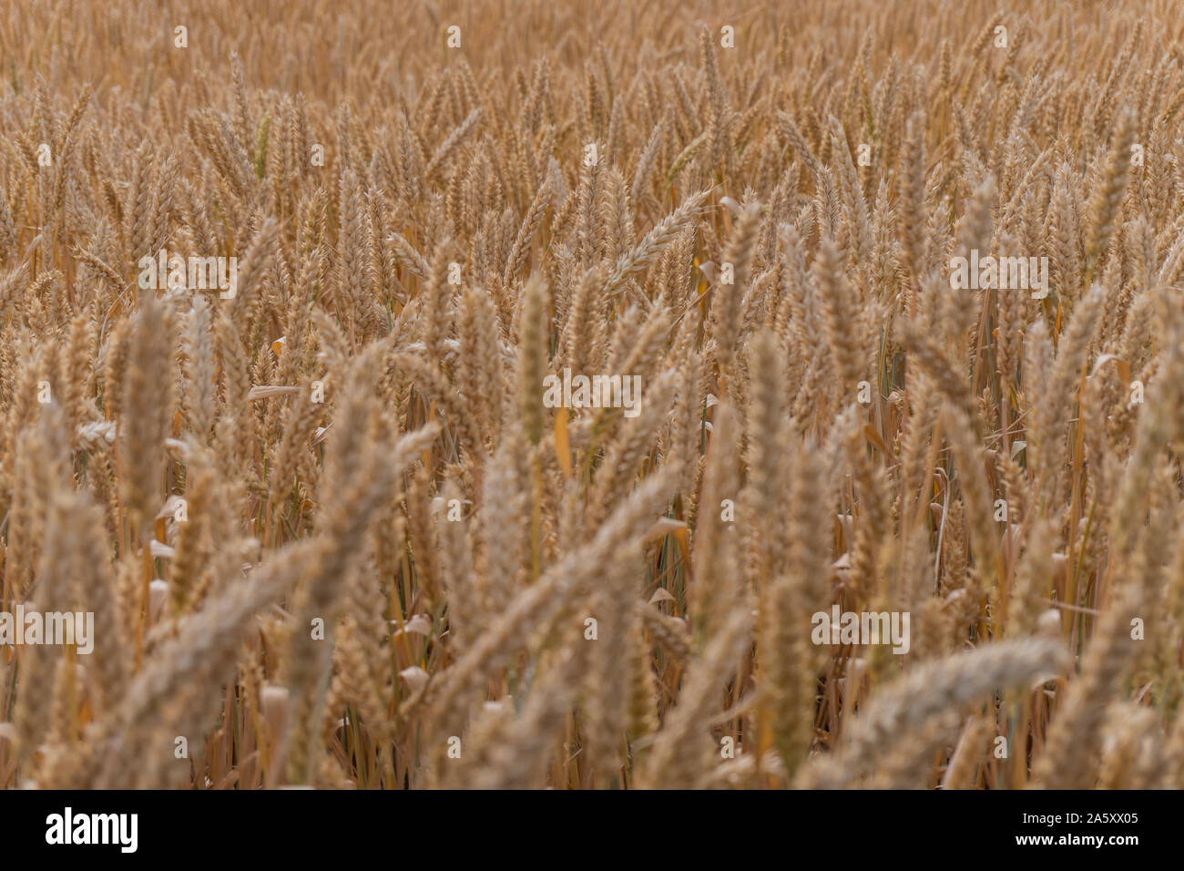 Wheat ears close-up, background, texture Stock Photo - Alamy