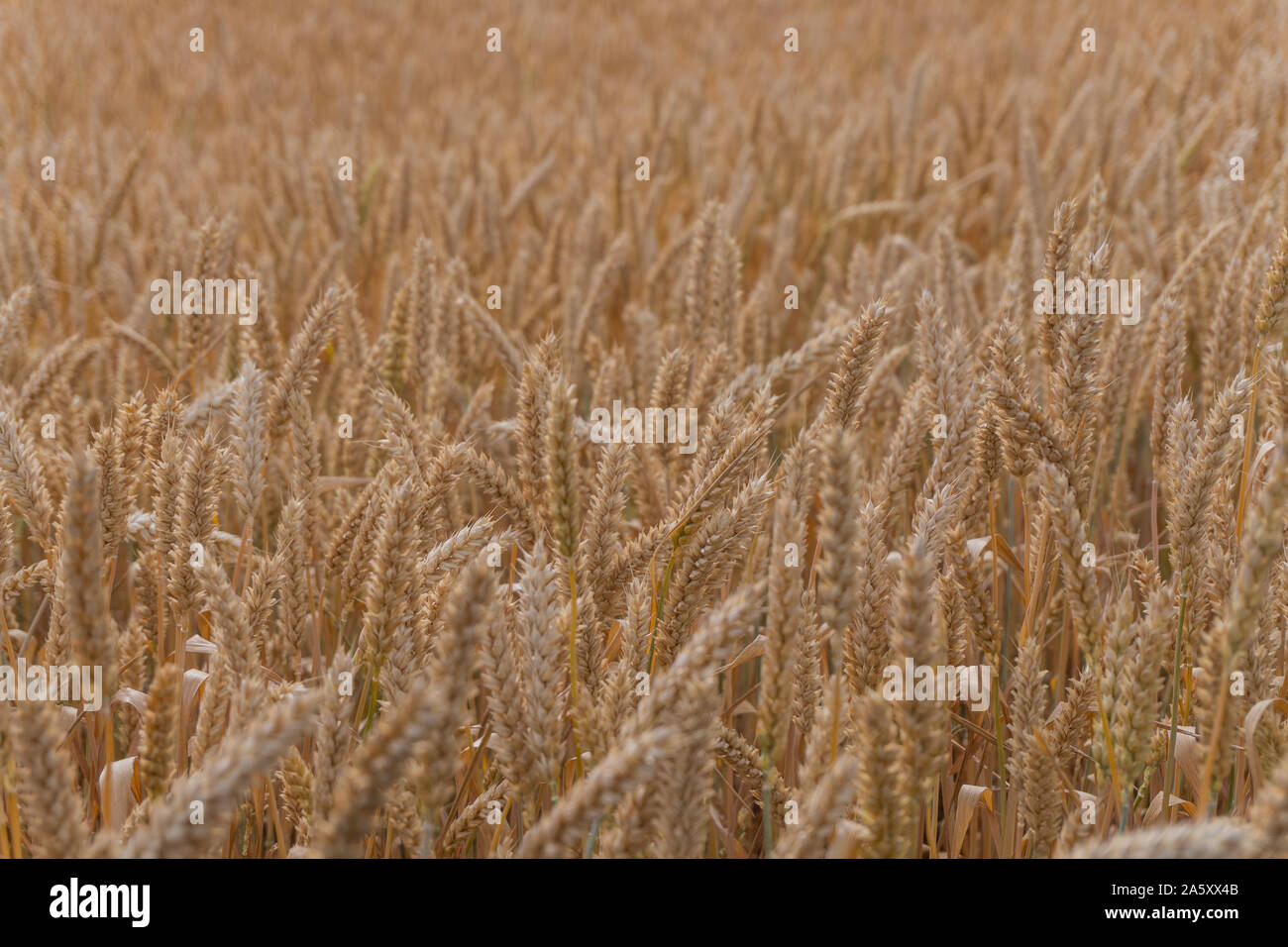 Ears of wheat in a wheat field, texture, background Stock Photo - Alamy