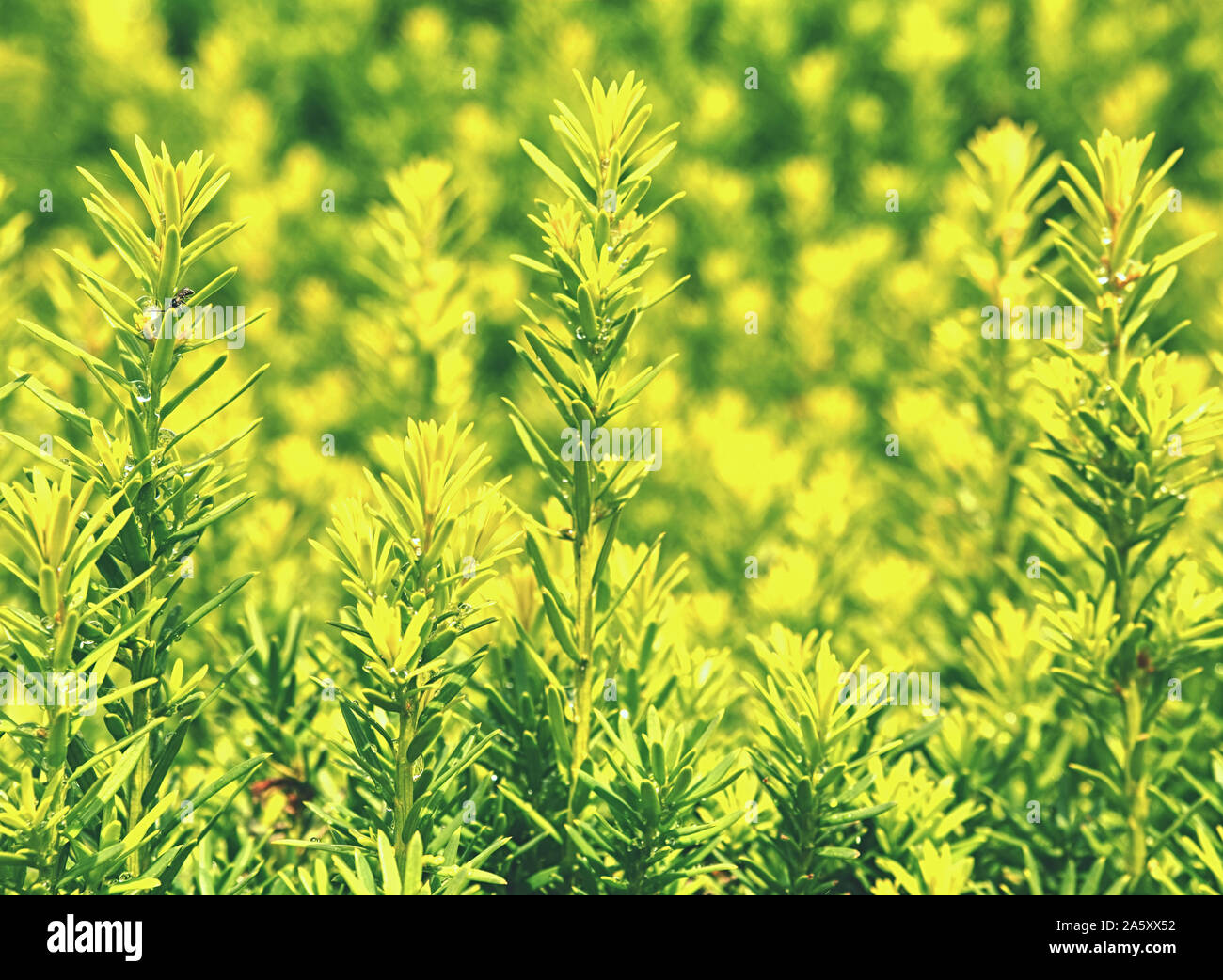 Green hedge of thuja trees. Green hedge of the tui tree, Evergreen ...