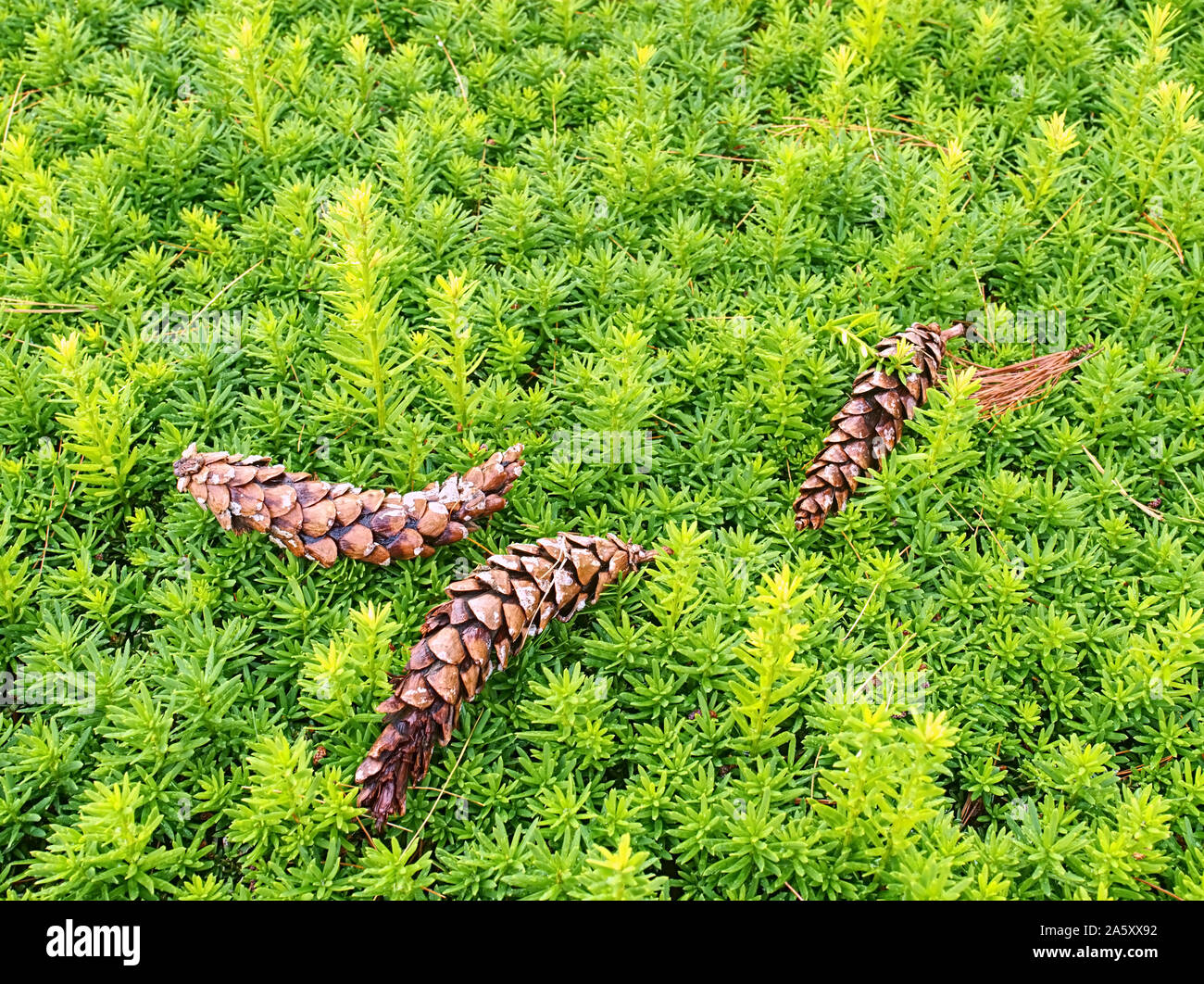 Green hedge of thuja trees. Green hedge of the tui tree, Evergreen ...