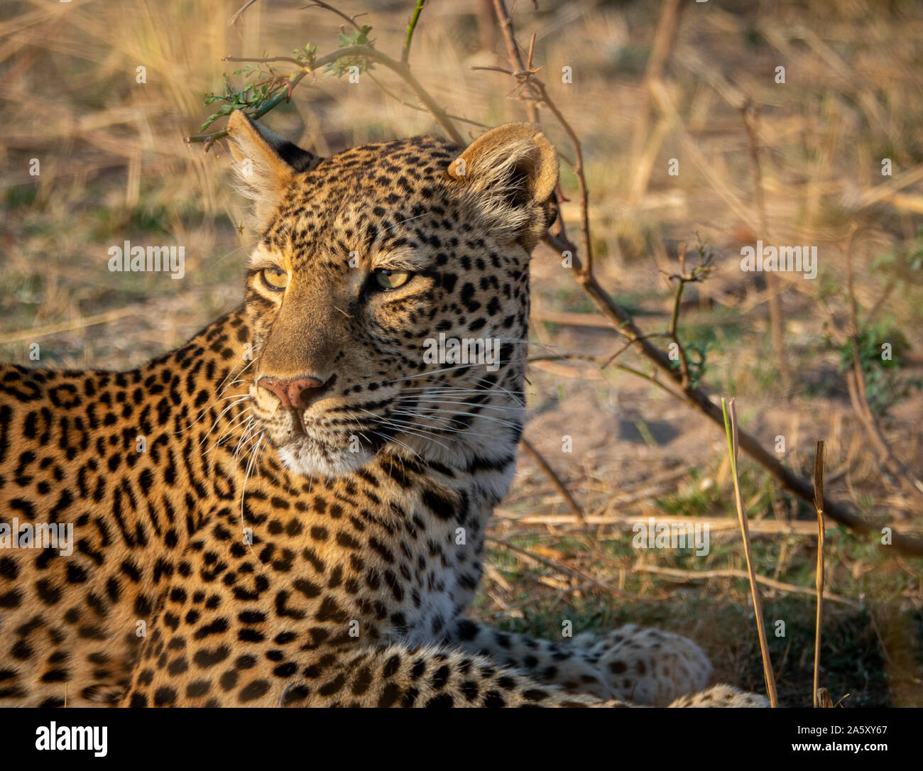 Leopard watching something hi-res stock photography and images - Alamy