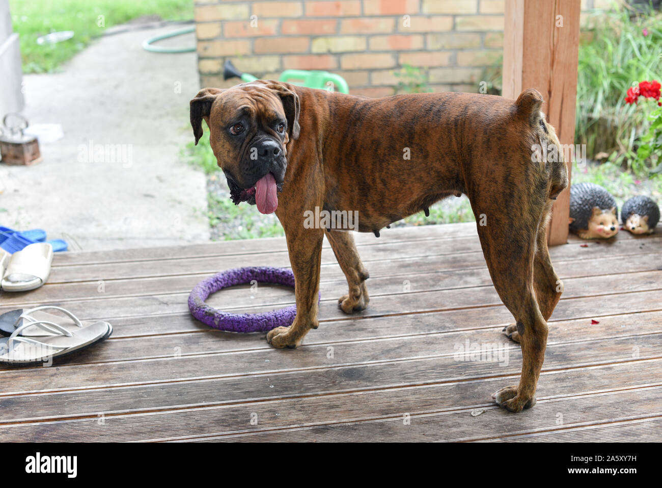 Summer outdoors portrait of Geman boxer dog on hot sunny day. Brown ...