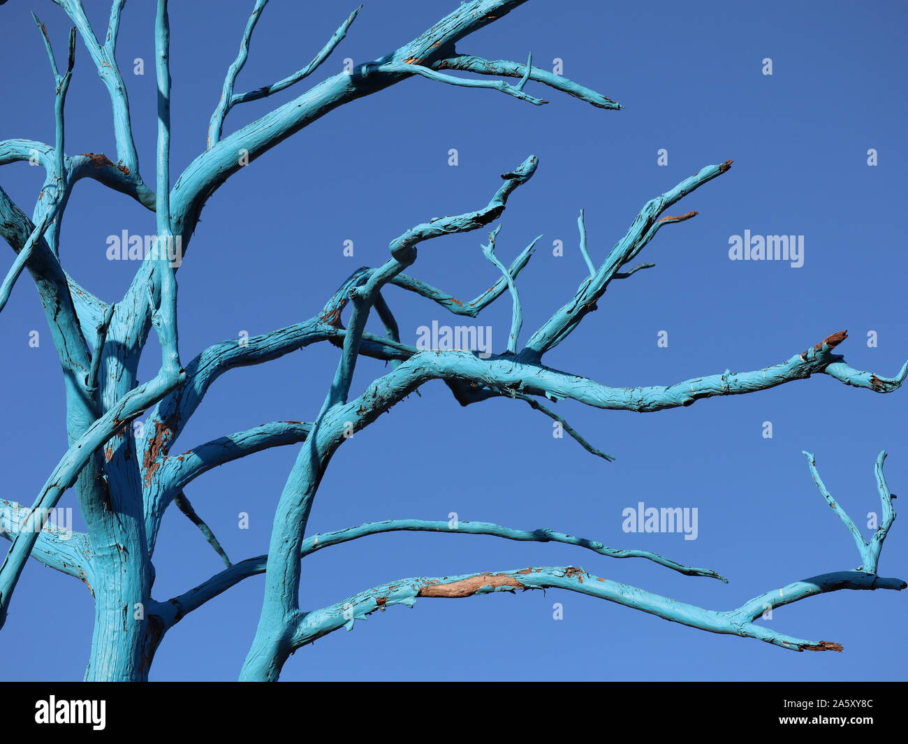 peeling blue tree branches Stock Photo - Alamy