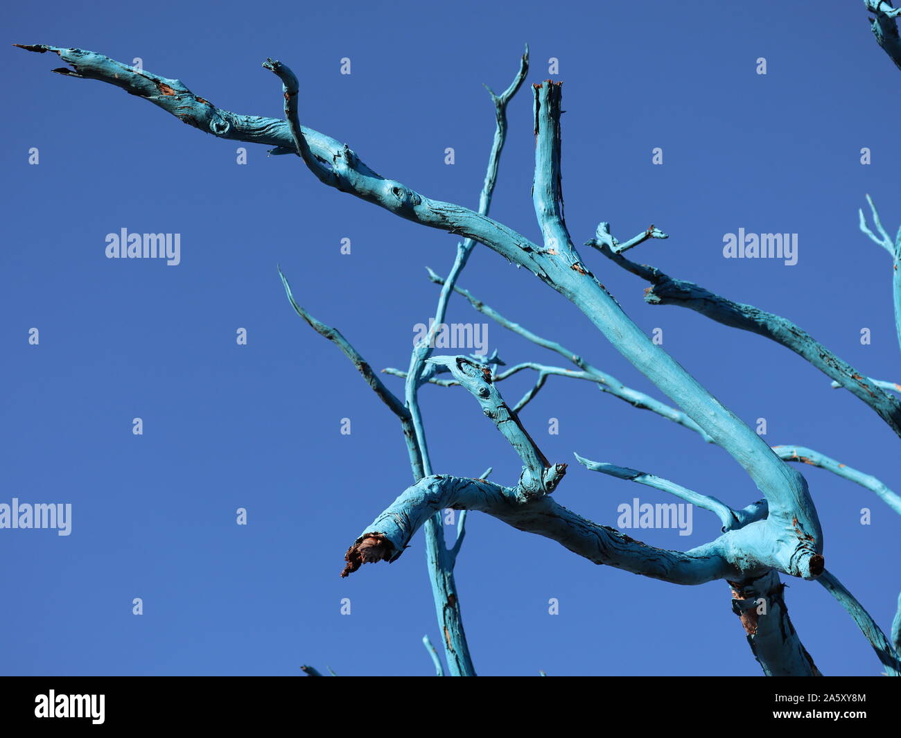 Closeup broken tree branches hi-res stock photography and images - Alamy