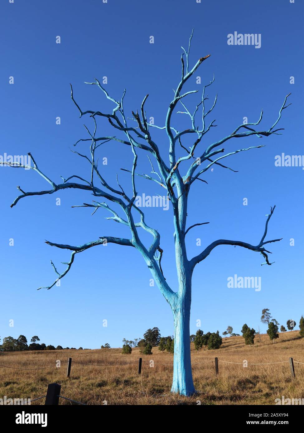 full blue tree Stock Photo - Alamy