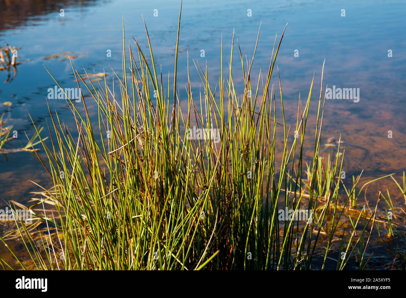 Green aquatic plants in natural lake Stock Photo - Alamy