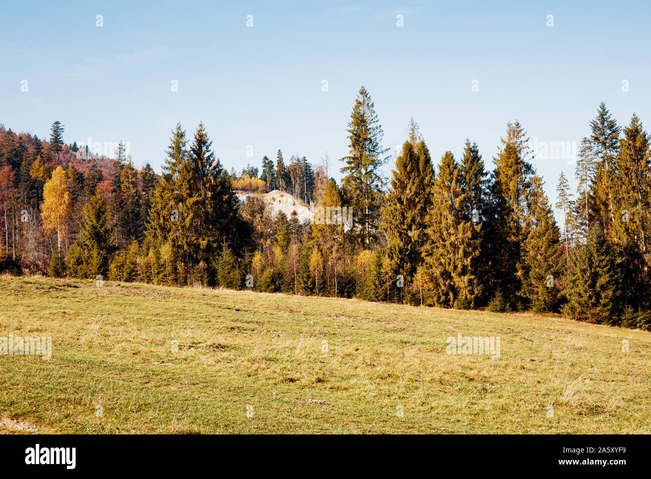 Autumn scenery in Europe, meadow and forest Stock Photo - Alamy