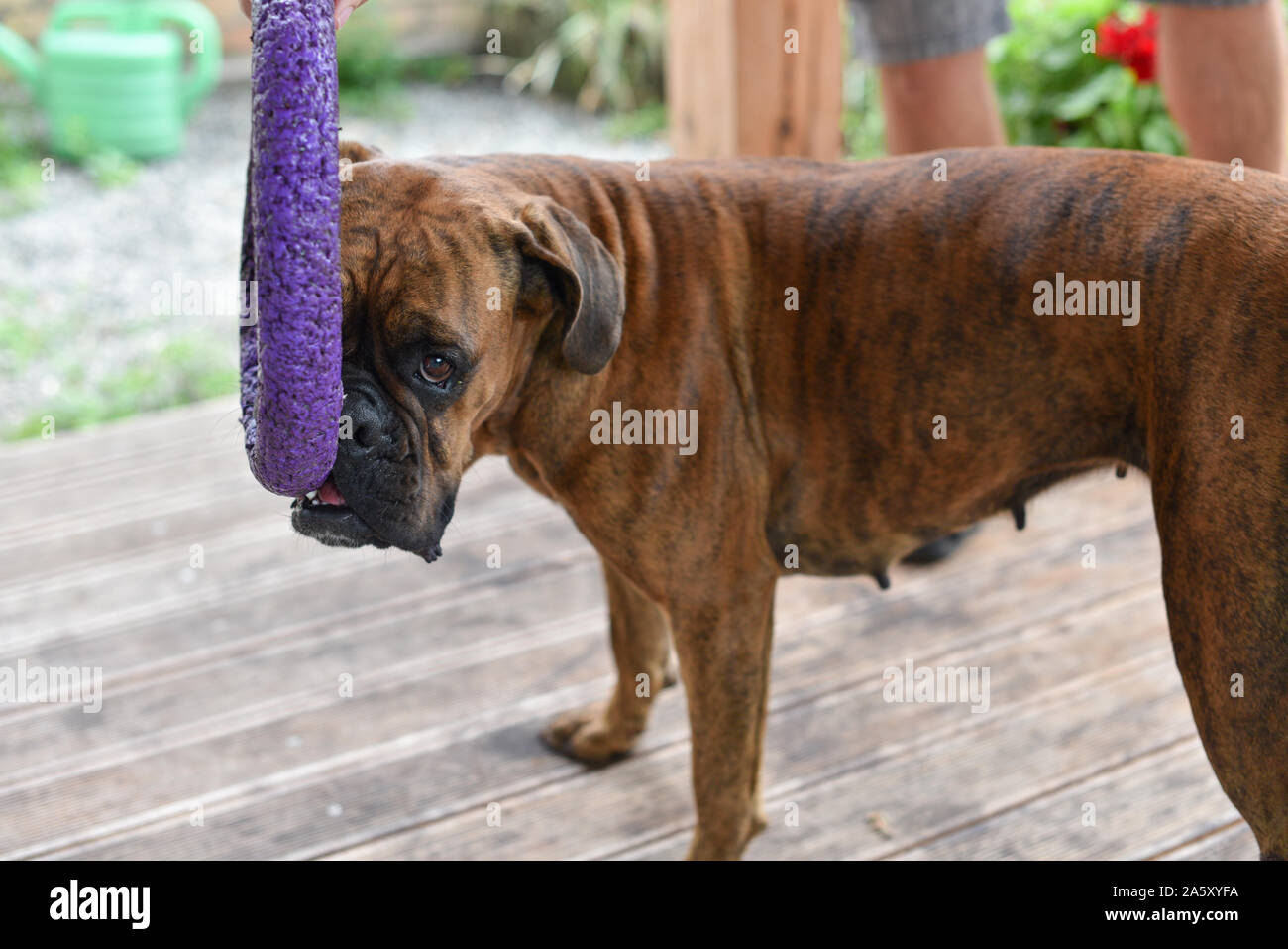 Summer outdoors portrait of Geman boxer dog on hot sunny day. Brown ...