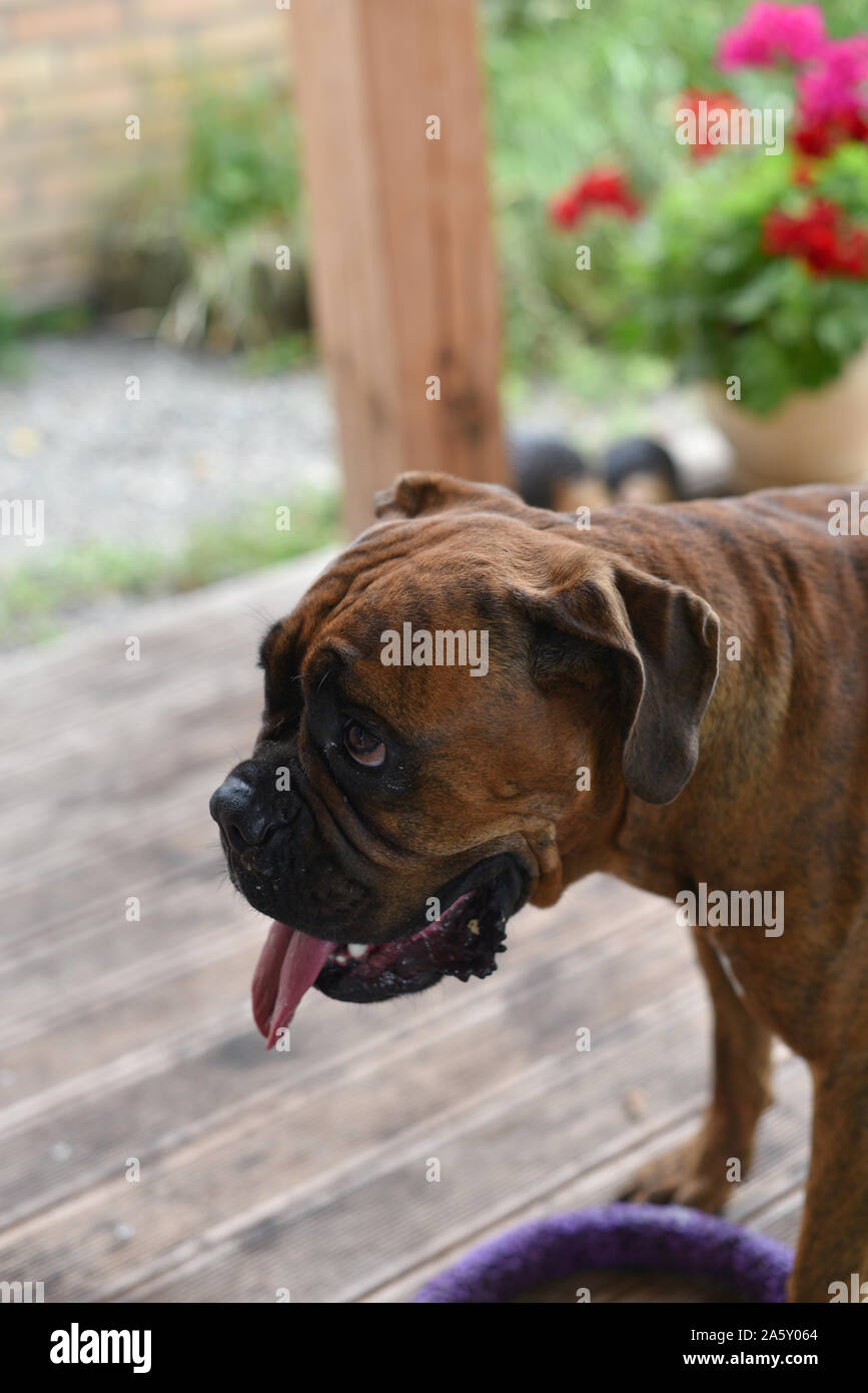 Summer outdoors portrait of Geman boxer dog on hot sunny day. Brown ...