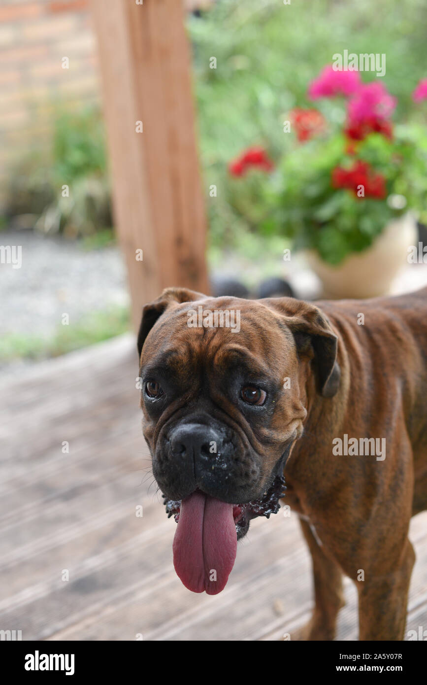 Summer outdoors portrait of Geman boxer dog on hot sunny day. Brown ...