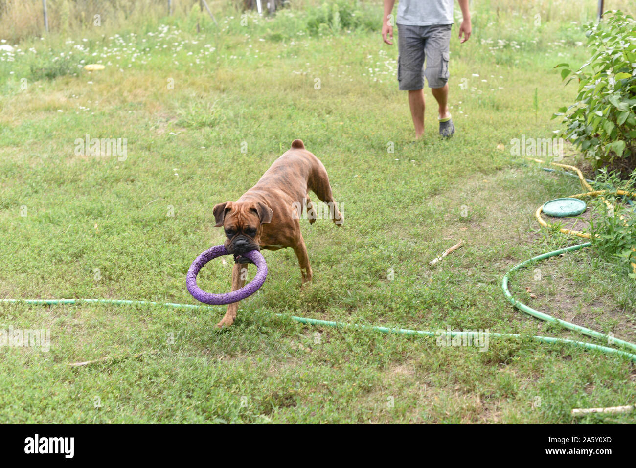 Summer outdoors portrait of Geman boxer dog on hot sunny day. Brown ...