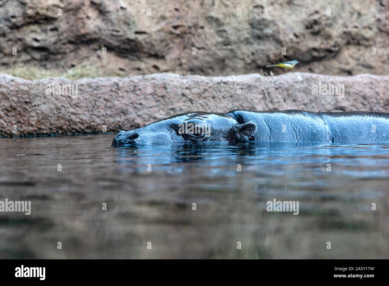 Pygmy hippo hi-res stock photography and images - Alamy
