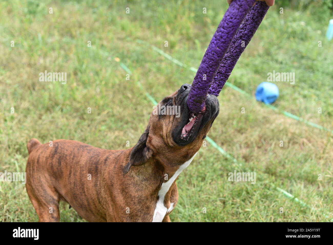 Summer outdoors portrait of Geman boxer dog on hot sunny day. Brown ...