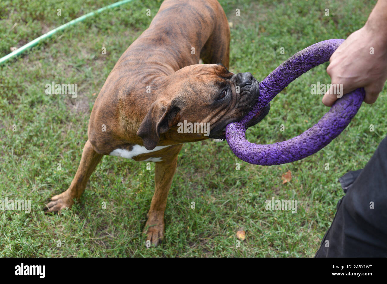 Summer outdoors portrait of Geman boxer dog on hot sunny day. Brown ...