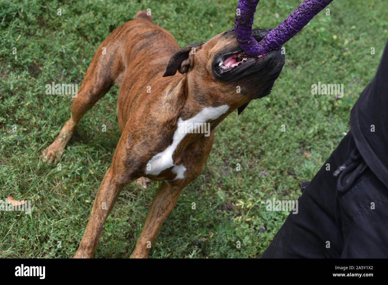 Summer outdoors portrait of Geman boxer dog on hot sunny day. Brown ...