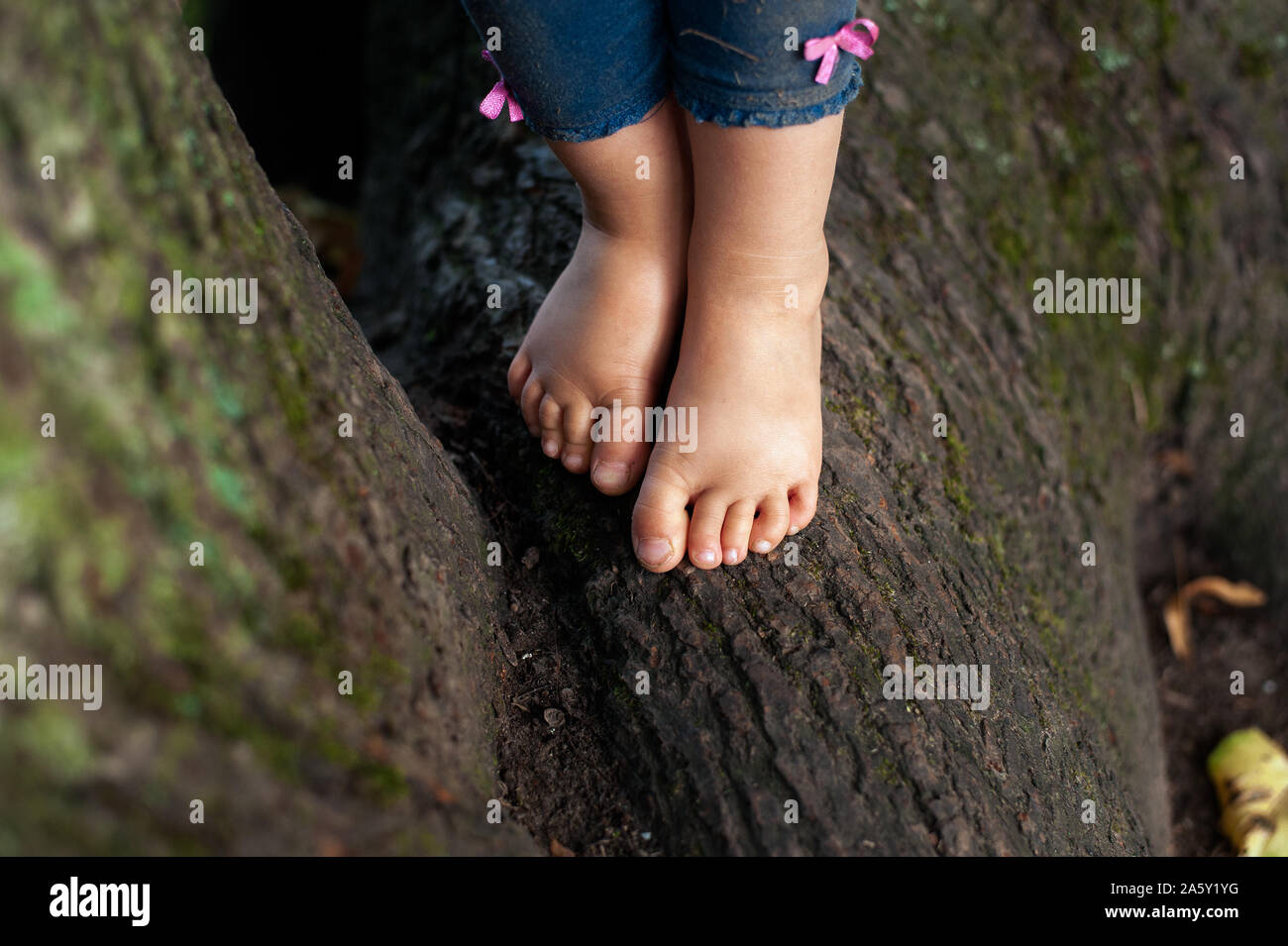 Toddlers foot standing on the tree roots without shoes. Natural ...