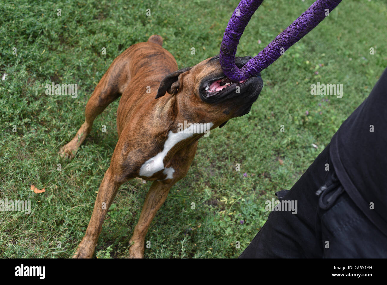 Summer outdoors portrait of Geman boxer dog on hot sunny day. Brown ...