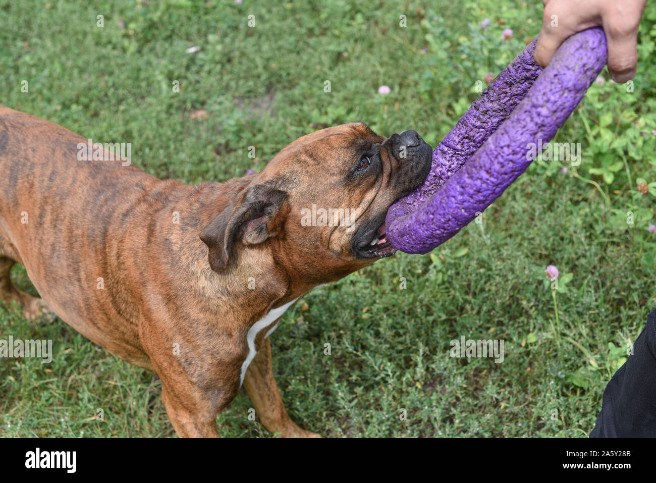 Summer outdoors portrait of Geman boxer dog on hot sunny day. Brown ...