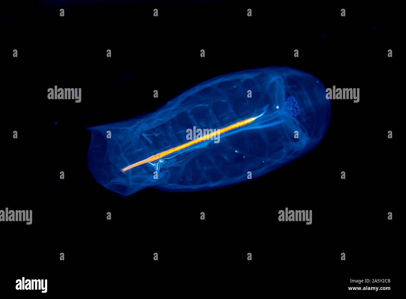 Gelatinous hi-res stock photography and images - Alamy