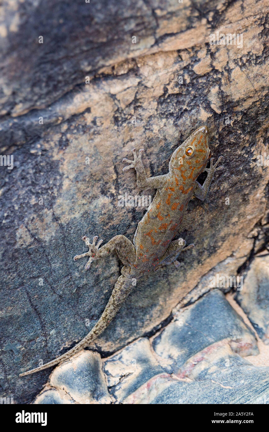 A namib day gecko with a red drawing on its back sticks to a blue rock ...
