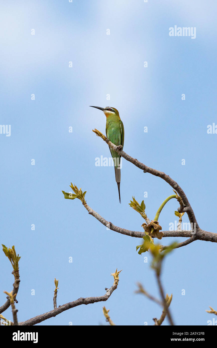 Colorful green bird with a long beak sitting on a branch, Kaokoland ...