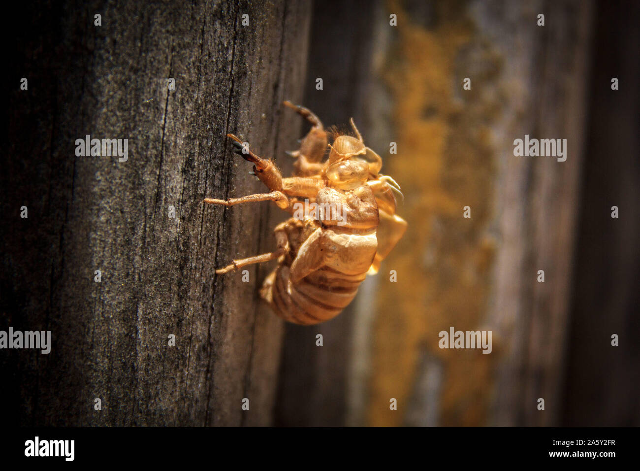 Close up of an empty golden skin of a bug after moulting, Namibia ...