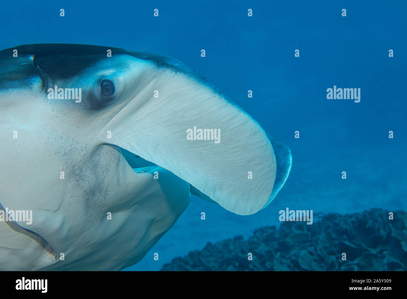 Manta ray, Manta alfredi, gliding over a cleaning station in Goofnuw ...