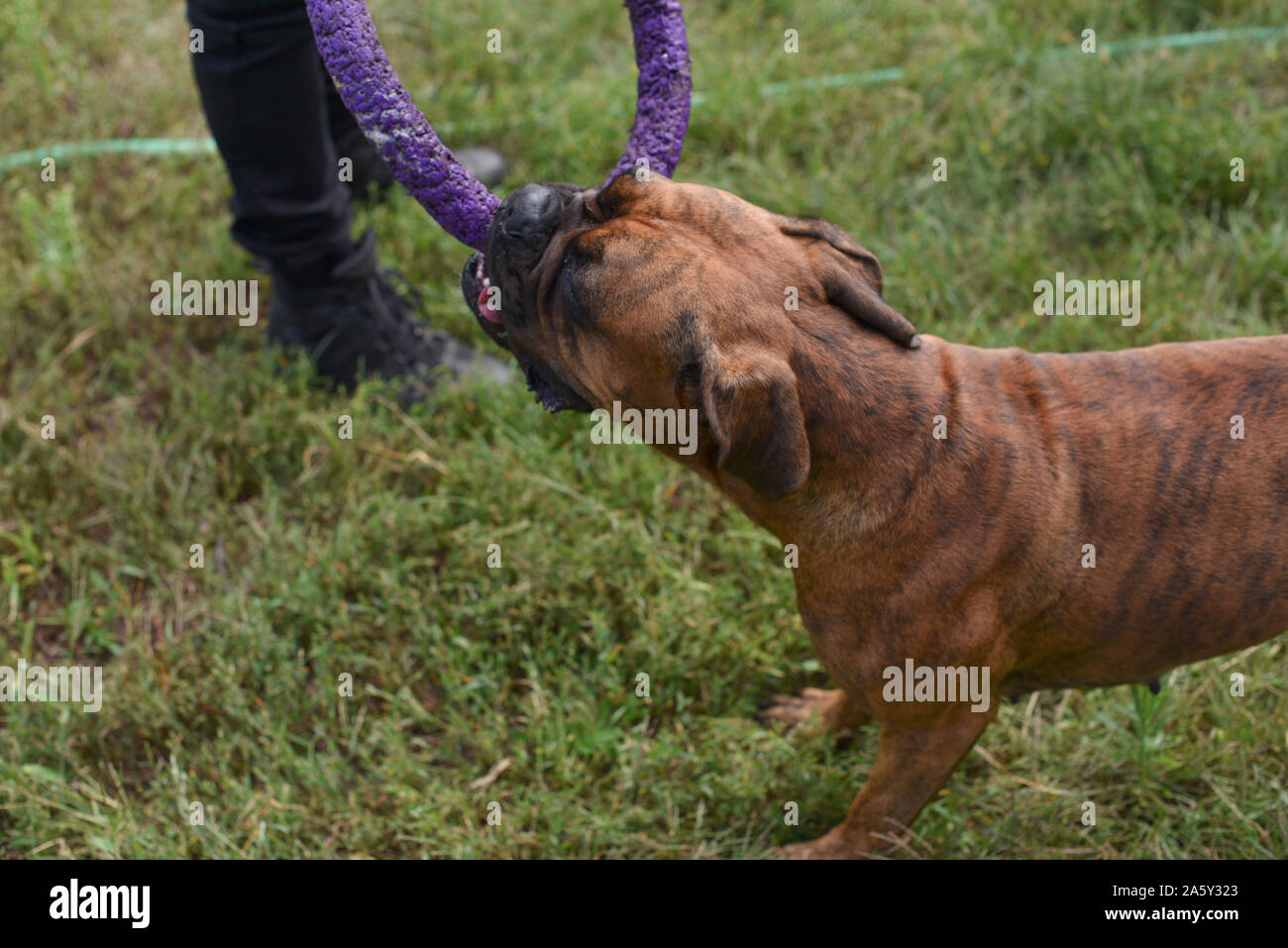 Summer outdoors portrait of Geman boxer dog on hot sunny day. Brown ...