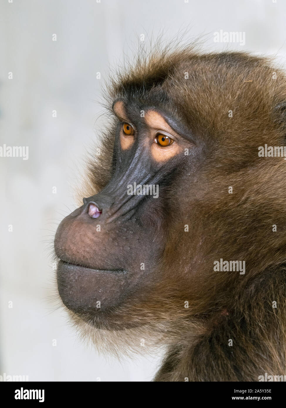 female Gelada Baboon Theropithecus gelada Stock Photo - Alamy