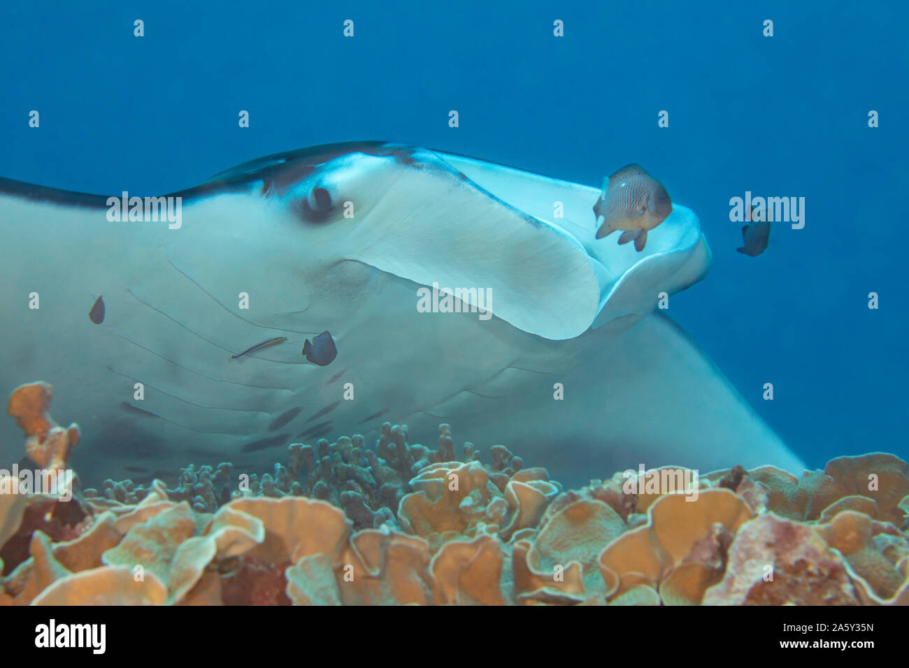 Lower front end of a Coastal Manta Ray, Manta alfredi, getting close to ...