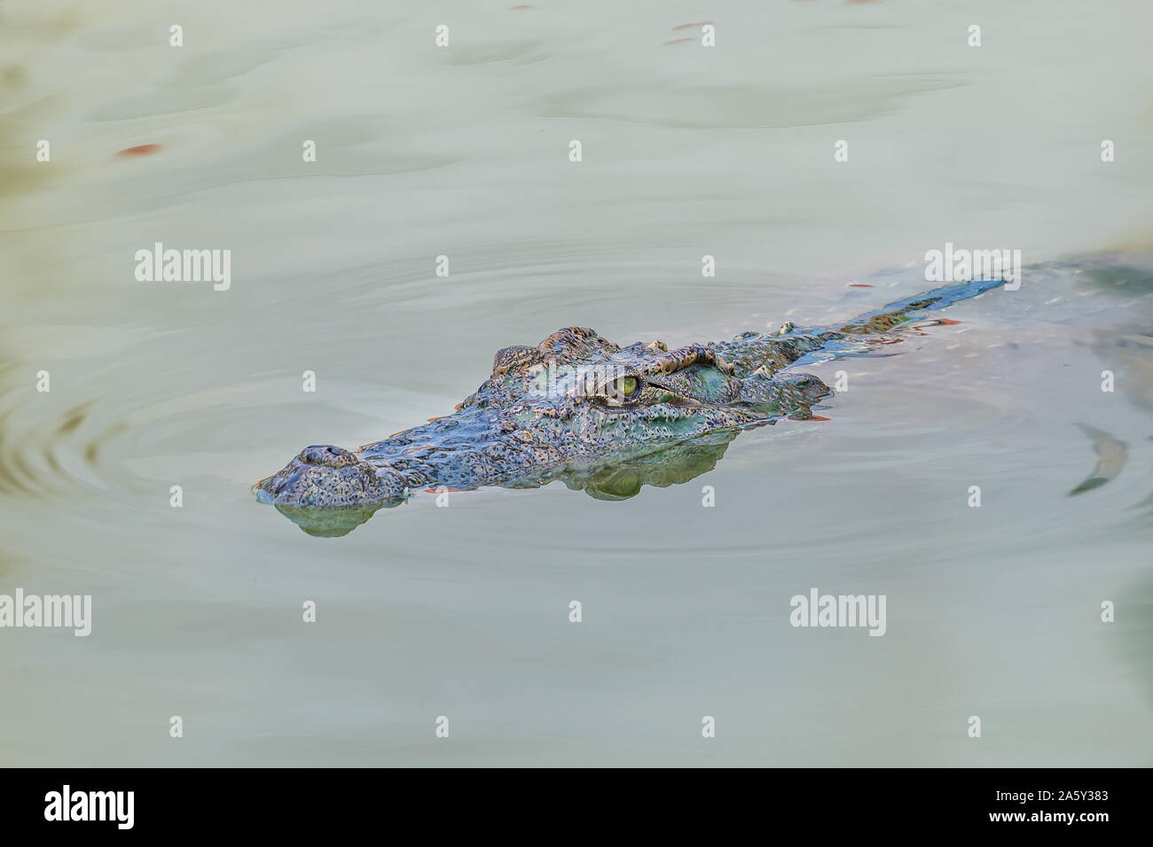 Siamese crocodile swimming on the surface of water quietly Stock Photo ...