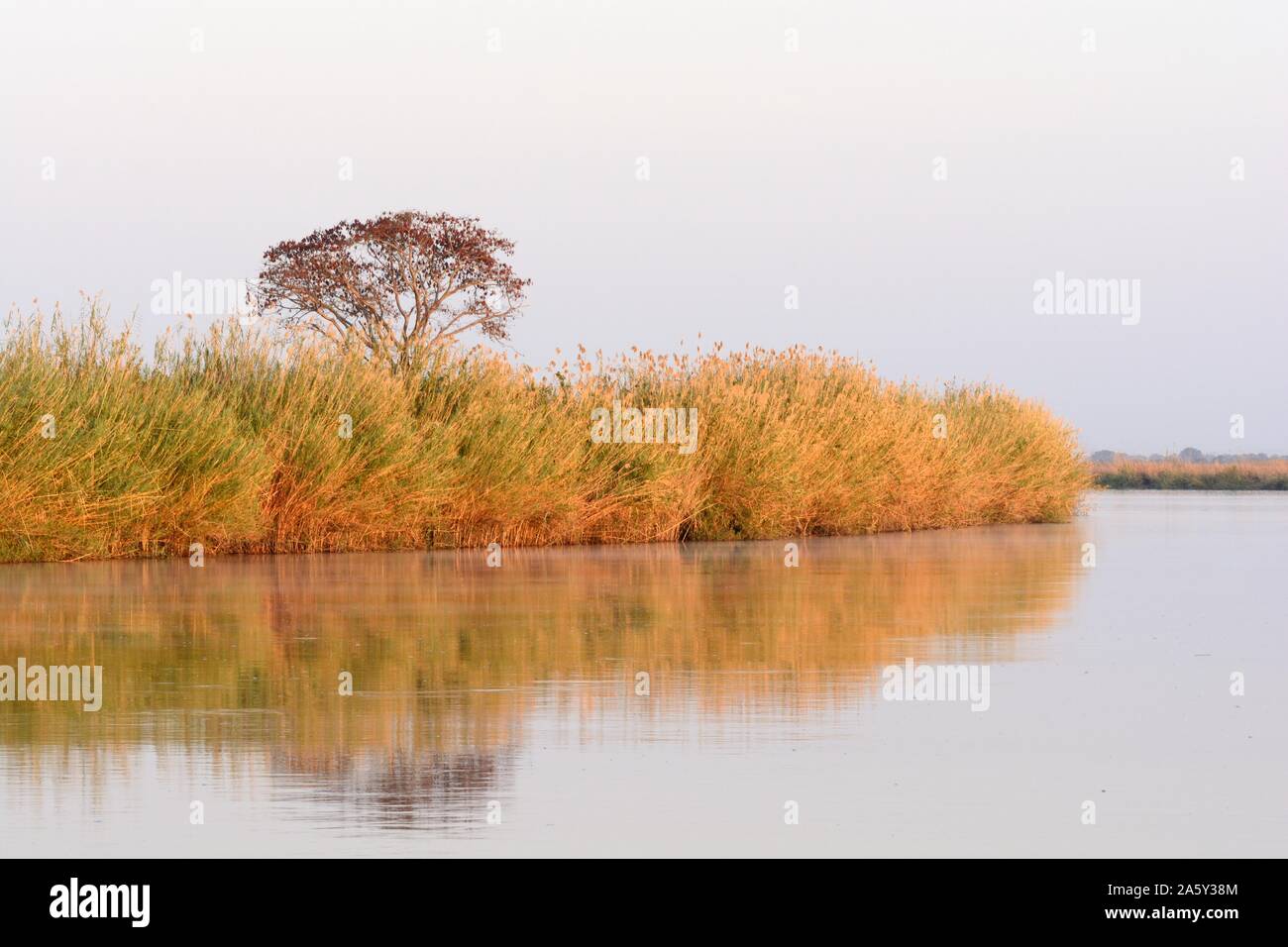 Acacia tree and reeds grasses on the bank of the Okavango Delta ...