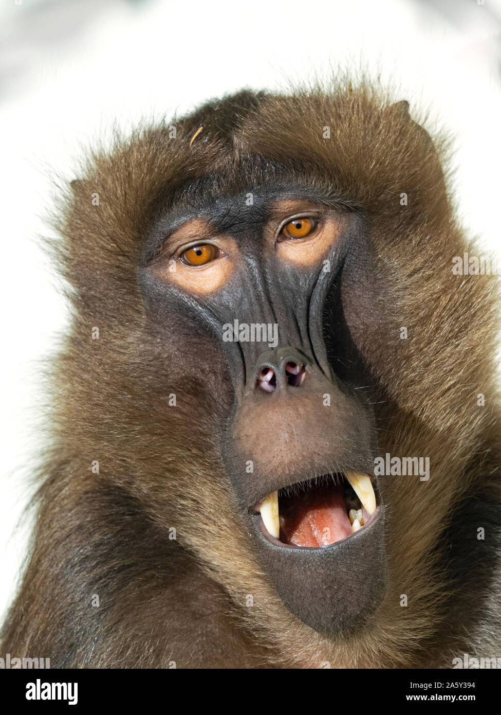 female Gelada Baboon Theropithecus gelada Stock Photo - Alamy