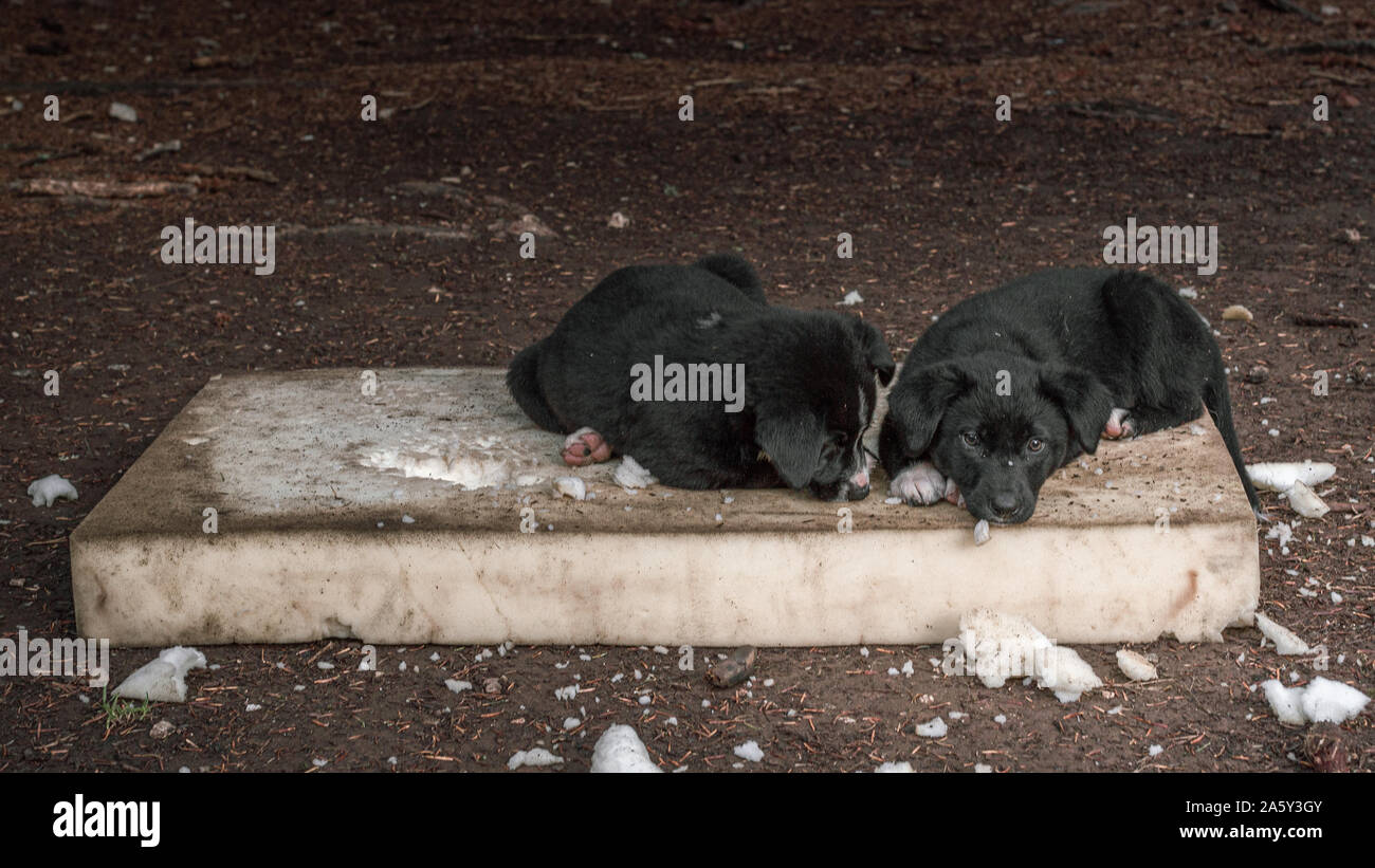 Black homeless puppy's left lonely in forest in Montenegro Stock Photo ...