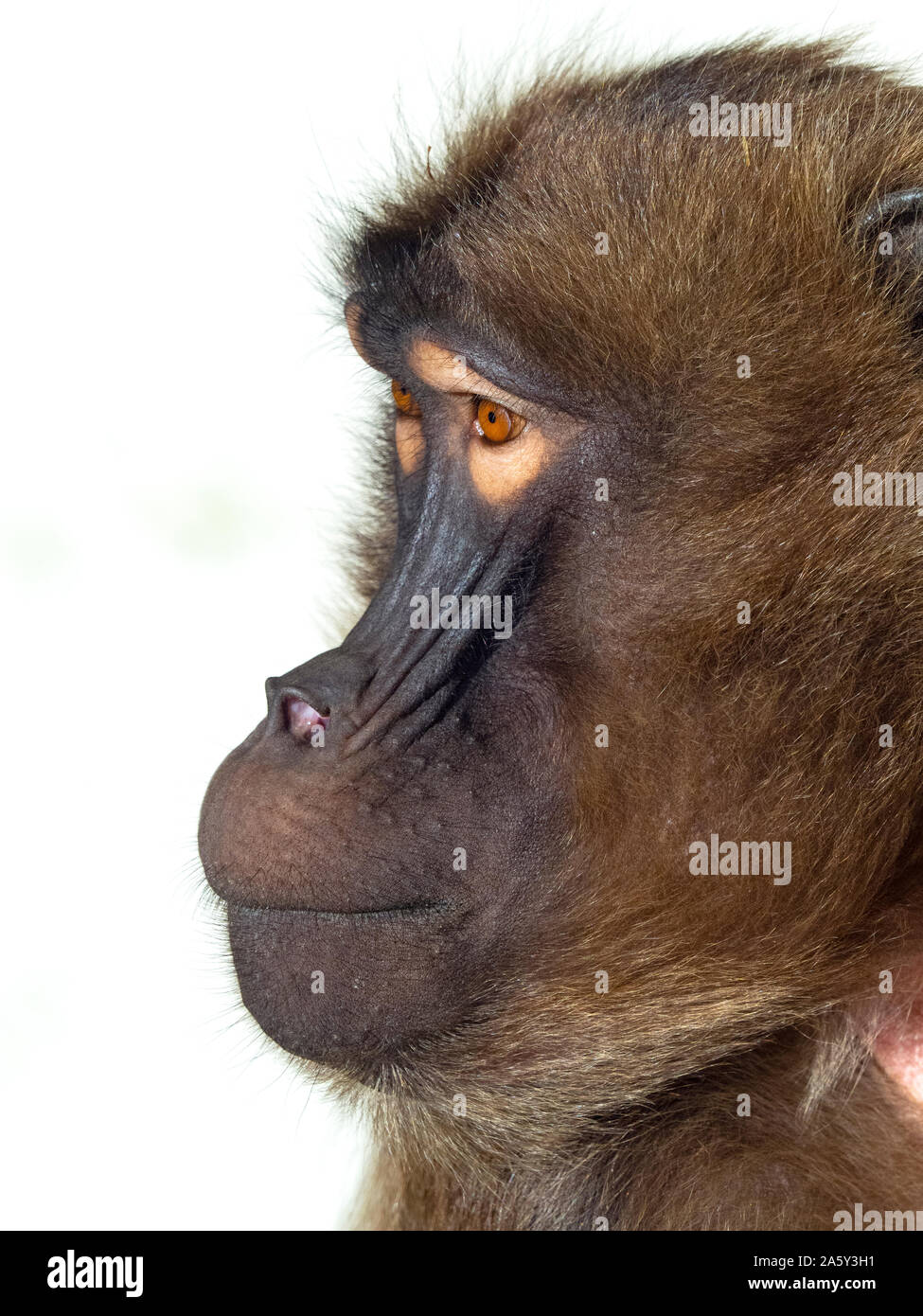 female Gelada Baboon Theropithecus gelada Stock Photo - Alamy