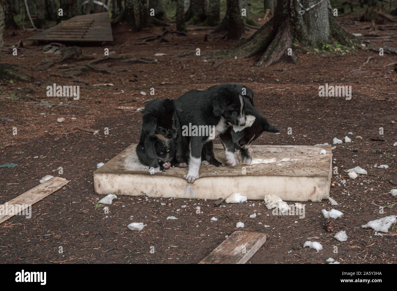 Adoption animal homeless rescue shelter hi-res stock photography and ...